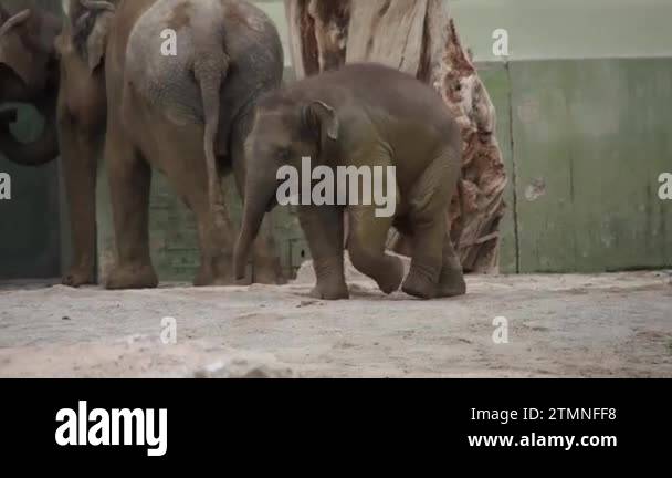 Little Asian or Asiatic elephant, Elephas maximus is the only living ...