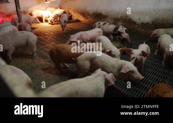 Teenage piglets in the warmth under a heat lamp in the barn. Piglets on ...