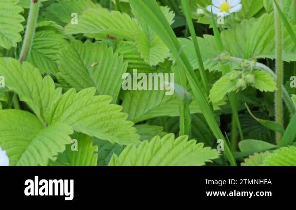 L berry Stock Videos & Footage - HD and 4K Video Clips - Alamy