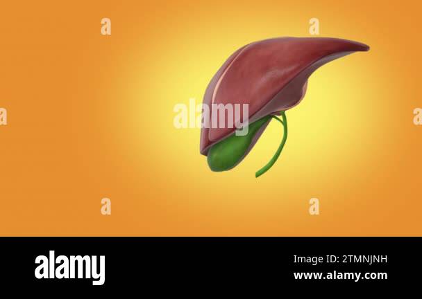 Liver circulation Stock Videos & Footage - HD and 4K Video Clips - Alamy