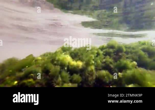 Green algae in transparent water swaying from ebb and flow of sea wave ...