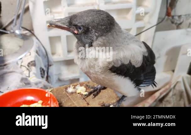 crow chick. Adult crow chicks wait for food with open beaks from their ...