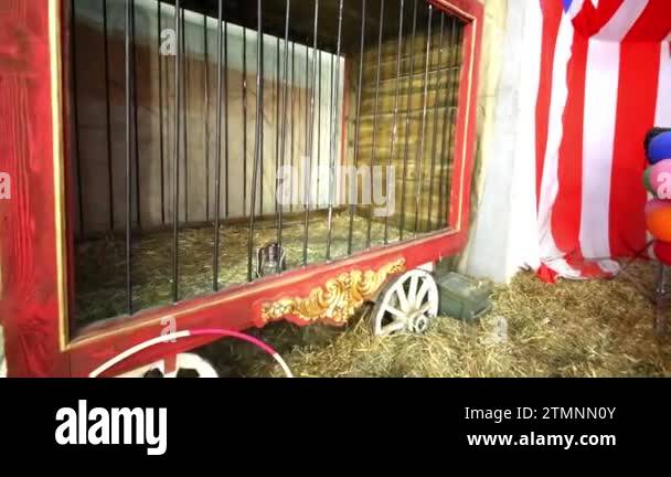 Thatch animals Stock Videos & Footage - HD and 4K Video Clips - Alamy