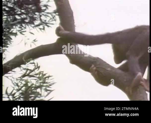 Monkey up a tree Stock Videos & Footage - HD and 4K Video Clips - Alamy