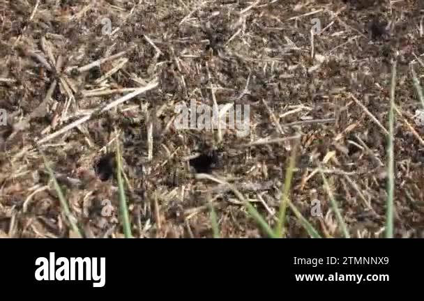 Frantic movement Stock Videos & Footage - HD and 4K Video Clips - Alamy