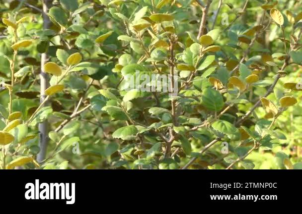 Quercus alnifolia, commonly known as golden oak, is an evergreen oak ...