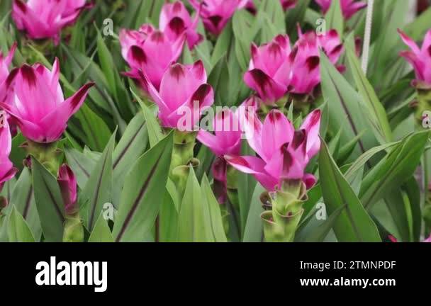 Turmeric flowers Stock Videos & Footage - HD and 4K Video Clips - Alamy