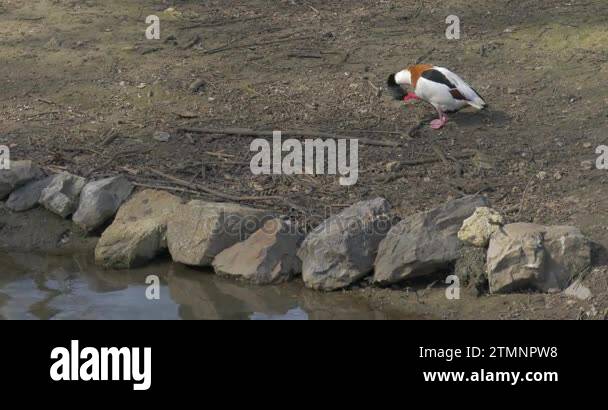 The white drake Stock Videos & Footage - HD and 4K Video Clips - Alamy