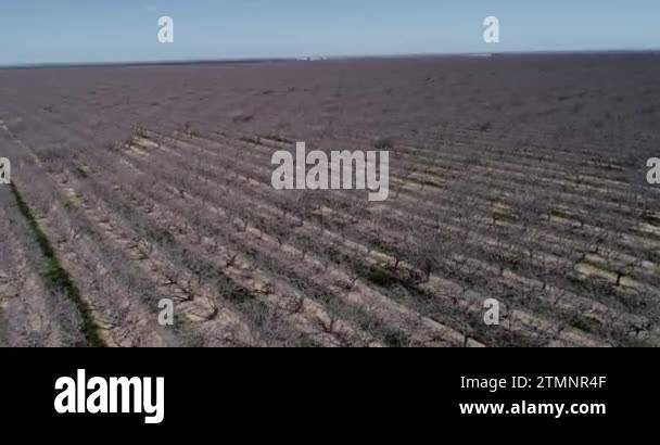Pistachios and Almonds field in California, United States. Pistachio ...