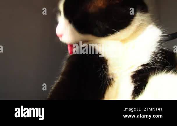Muzzle of a black and white cat. Feline pink nose, white mustache ...