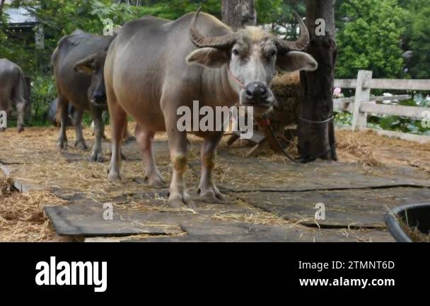Domestic asian water buffalo family in cage waiting thai people and ...