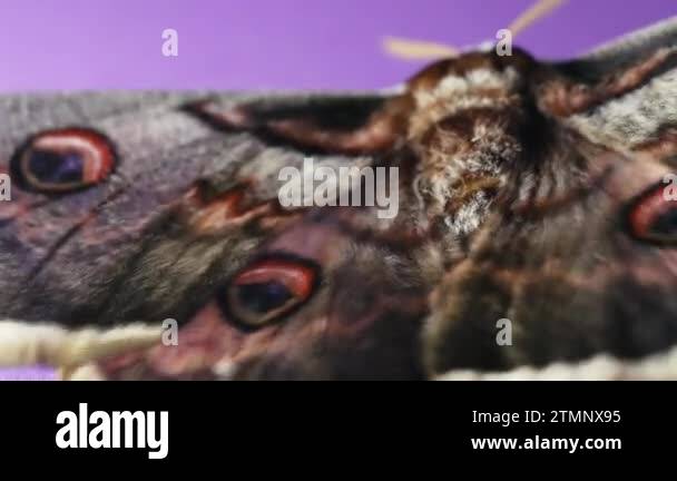 Emperor moth Stock Videos & Footage - HD and 4K Video Clips - Alamy