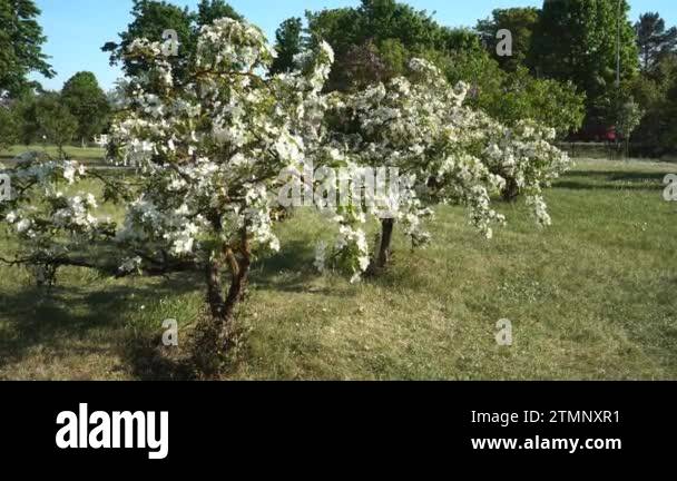 Deciduous tree species Stock Videos & Footage - HD and 4K Video Clips ...