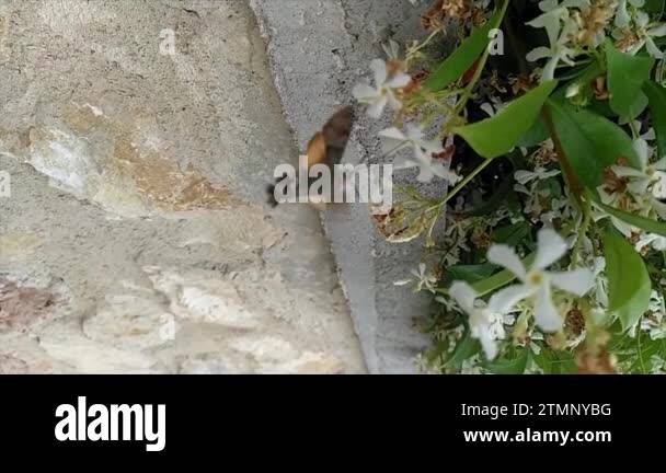 Brick moth Stock Videos & Footage - HD and 4K Video Clips - Alamy