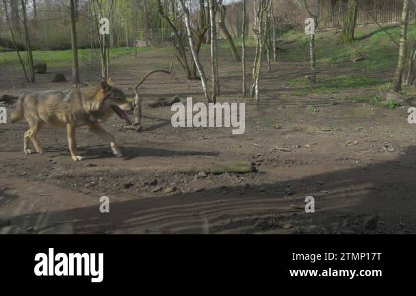 Wolf is Trotting Sticks His Tongue Out Zoo Animal is Walking on Meadow ...