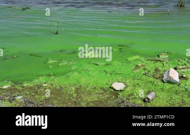 Water pollution by blooming blue-green algae - is world environmental ...