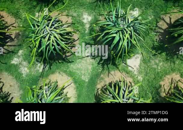 Top view dragon fruit trees growing in rows In pitaya farm In Vietnam ...