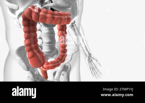 Large intestine and bladder Stock Videos & Footage - HD and 4K Video ...