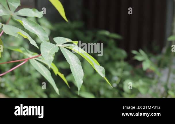 Fresh thorn spinach plants and fresh breeze. The plant species ...