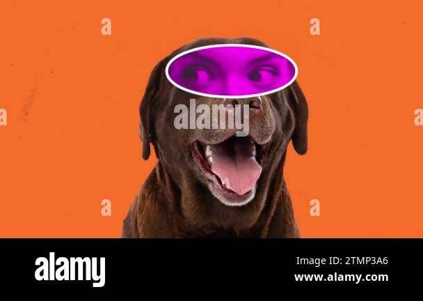 Beautiful brown dog with open mouth and female eyes parts expressing ...