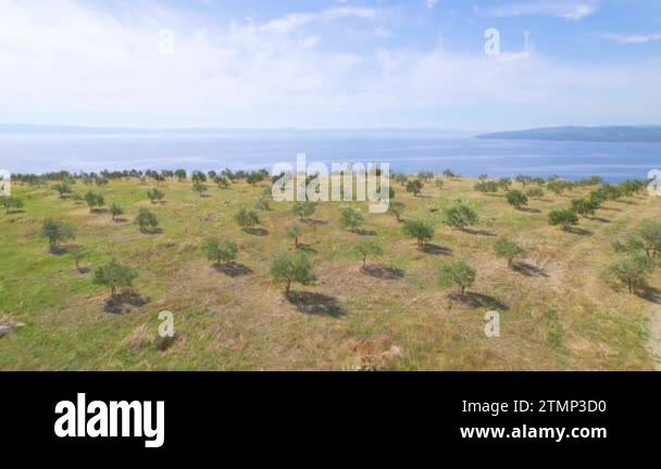 AERIAL Beautiful olive groves above blue sea and rugged, hilly Adriatic ...