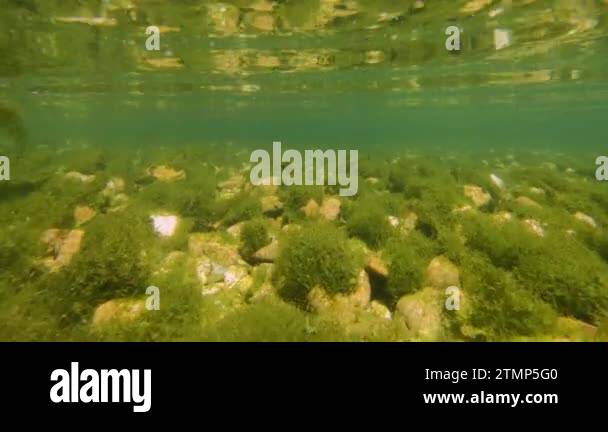 Underwater close up freshwater algae Stock Videos & Footage - HD and 4K ...