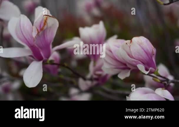 Idyllic view magnolia tree Stock Videos & Footage - HD and 4K Video ...