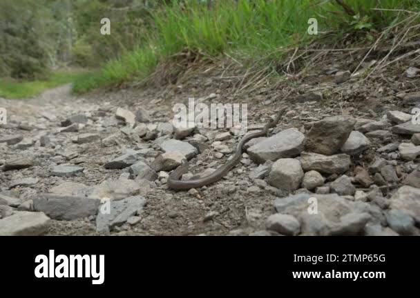 A deaf adder, also slow or blind worm, Angius fragilis, is a legless ...