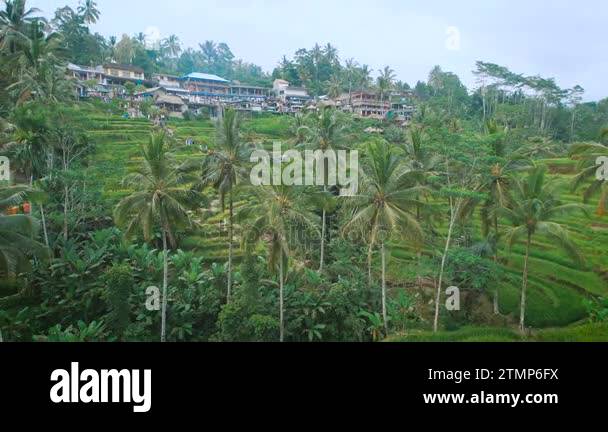 Rice terraces on the island of Bali. At the sight of smart rice ...