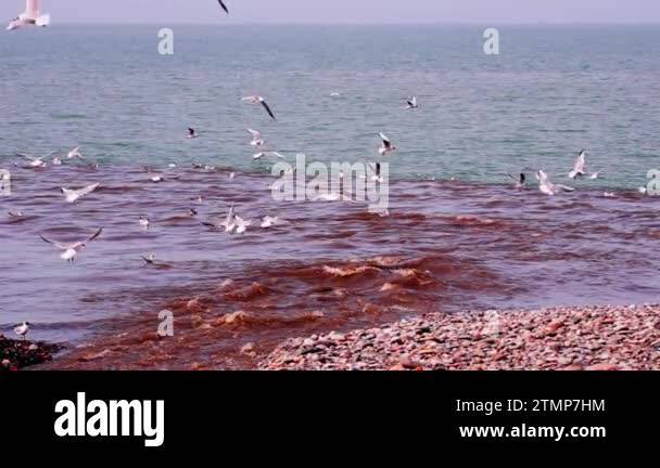 Dumping of dirty wastewater into sea Industrial and factory wastewater ...