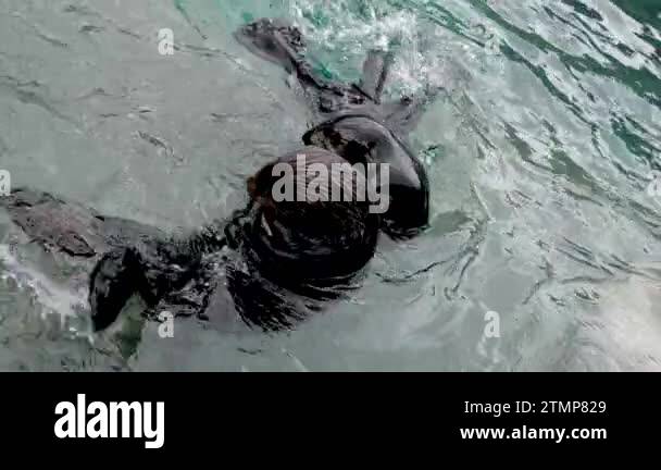Sea Otter, one animal has caught food swim closer hugging look in from ...