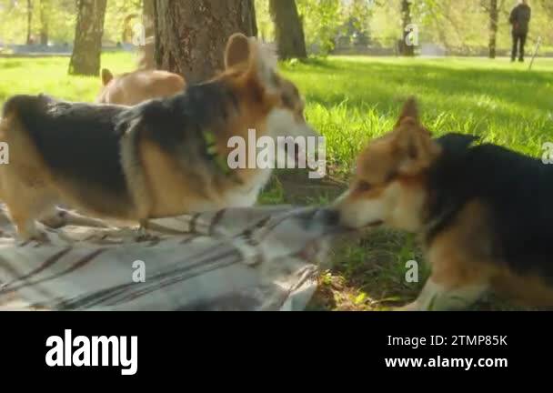 Dogs pulling owner Stock Videos & Footage - HD and 4K Video Clips - Alamy
