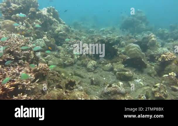 Thriving coral reef alive with marine life and shoals of fish, Bali ...
