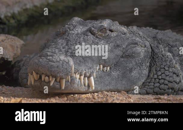 Crocodile lying in zoo Stock Videos & Footage - HD and 4K Video Clips ...