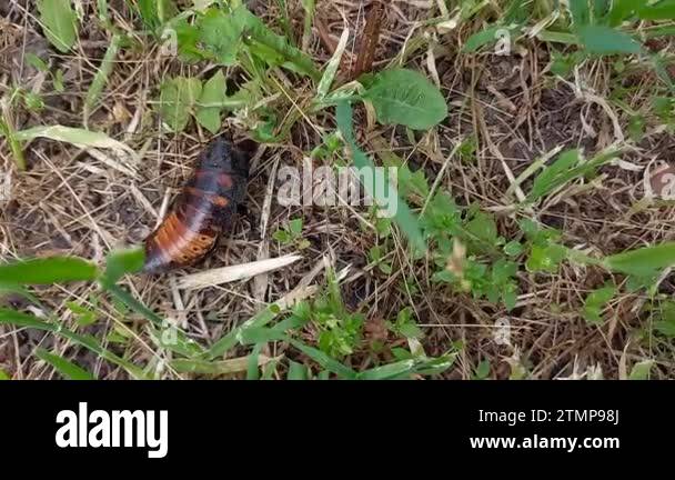 large Madagascar hissing cockroach walking in grass, surveying ...
