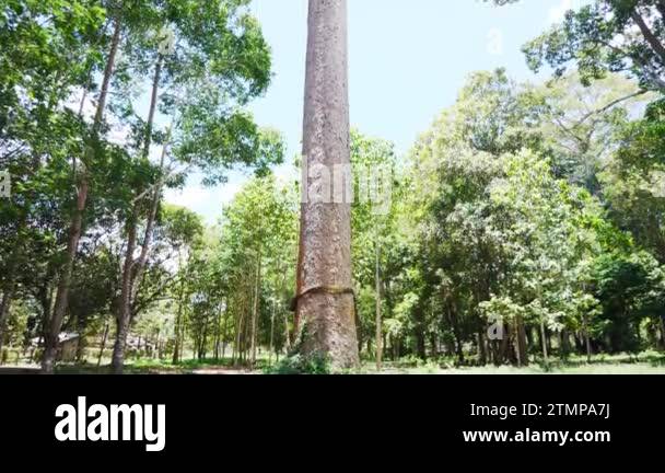 big trees in nature are important to the environment. forest ...