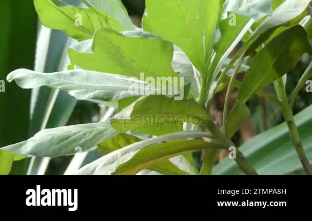 Heliotropium foertherianum (Tournefortia argentea) is species of ...