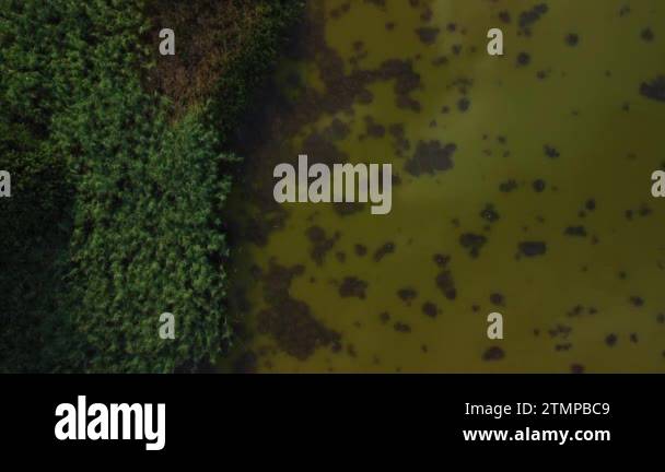 An aerial top view footage of algal blooms on the surface of a still ...