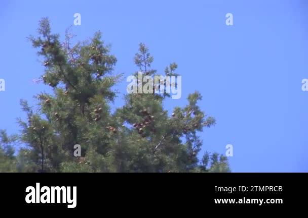 Top pine tree Stock Videos & Footage - HD and 4K Video Clips - Alamy