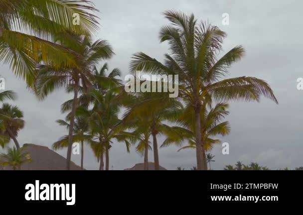 Top of coconut palm trees and thatched palapa roof on cloud sky ...