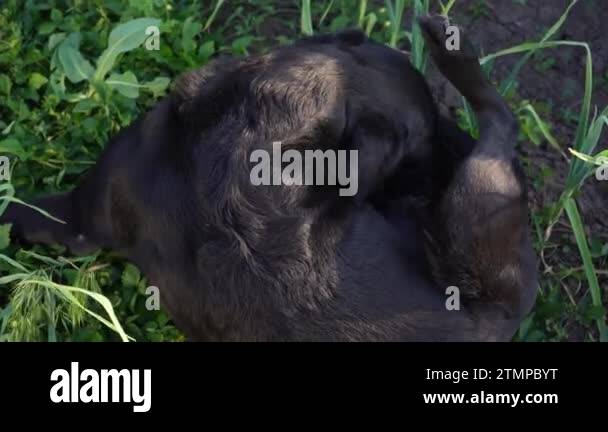 Labrador in nature Stock Videos & Footage - HD and 4K Video Clips - Alamy