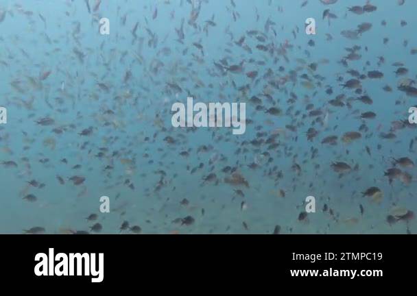 Thriving coral reef alive with marine life and shoals of fish, Bali ...