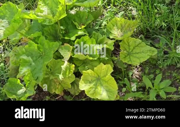 May bush buds Stock Videos & Footage - HD and 4K Video Clips - Alamy