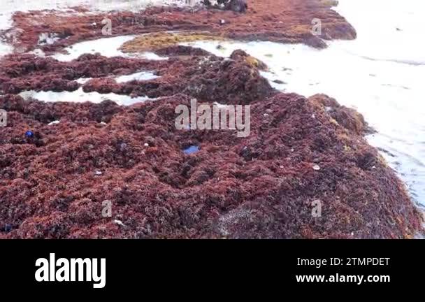 A lot of red very disgusting seaweed sargazo and Garbage waste ...