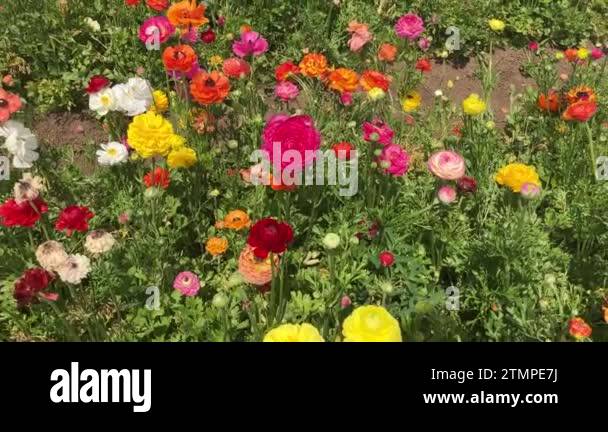 Ranunculus fields. Beautiful rows of flowers. Asian ranunculus farm ...