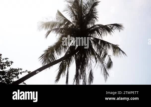 Silhouette leaning palm tree Stock Videos & Footage - HD and 4K Video ...