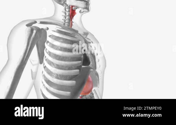 Esophagus Is A Hollow Muscular Tube That Carries Food And Liquid From Your Throat To Your