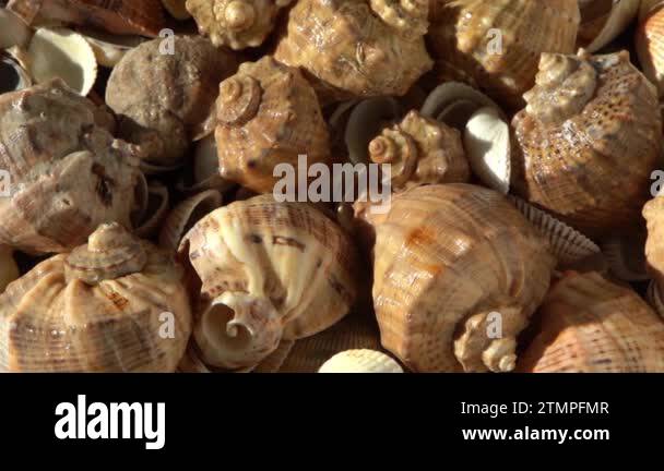 Sea shells on the beach. Summer background. Rapan conch shell top view ...
