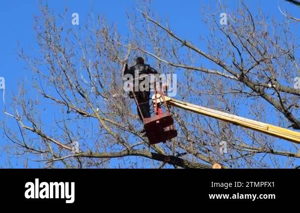 Pruning trees using a lift-arm. Chainsaw Cutting unnecessary branches ...
