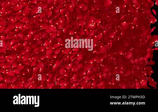 Red rose petals blowing transition reveal on alpha background in 4K ...